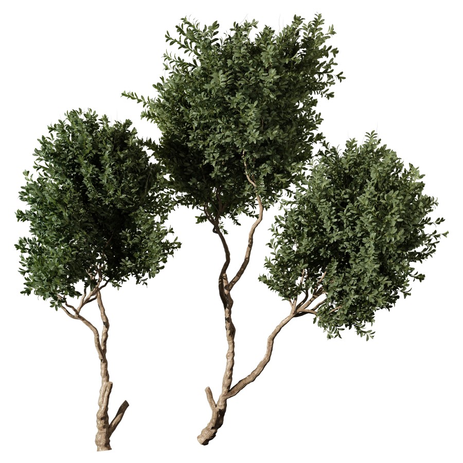 Tree_vol_10 3D Model for VRay, Corona | CGMood