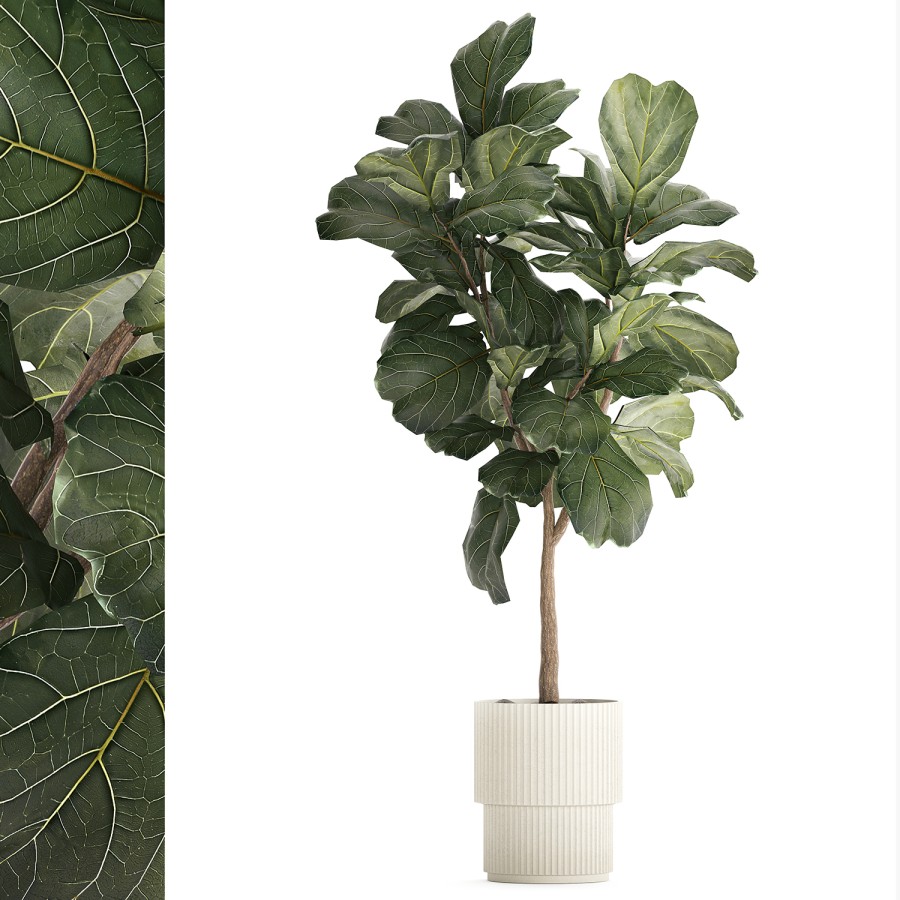 Beautiful Ficus Lyrata Tree In Flower Pots - 3D Model for VRay