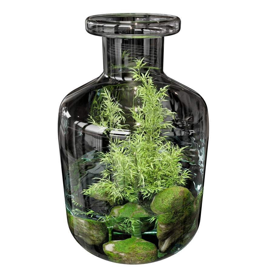 Terrarium Plants Collection No7 3D Model for VRay, Corona | CGMood
