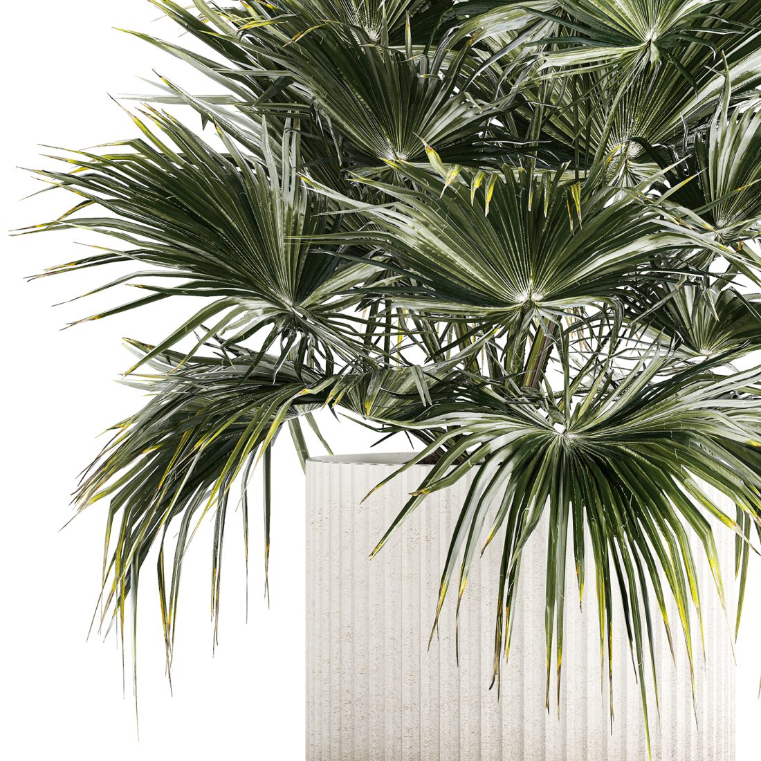 Beautiful Fan Palm In A Flower Pot For Decoration - 3D Model for VRay