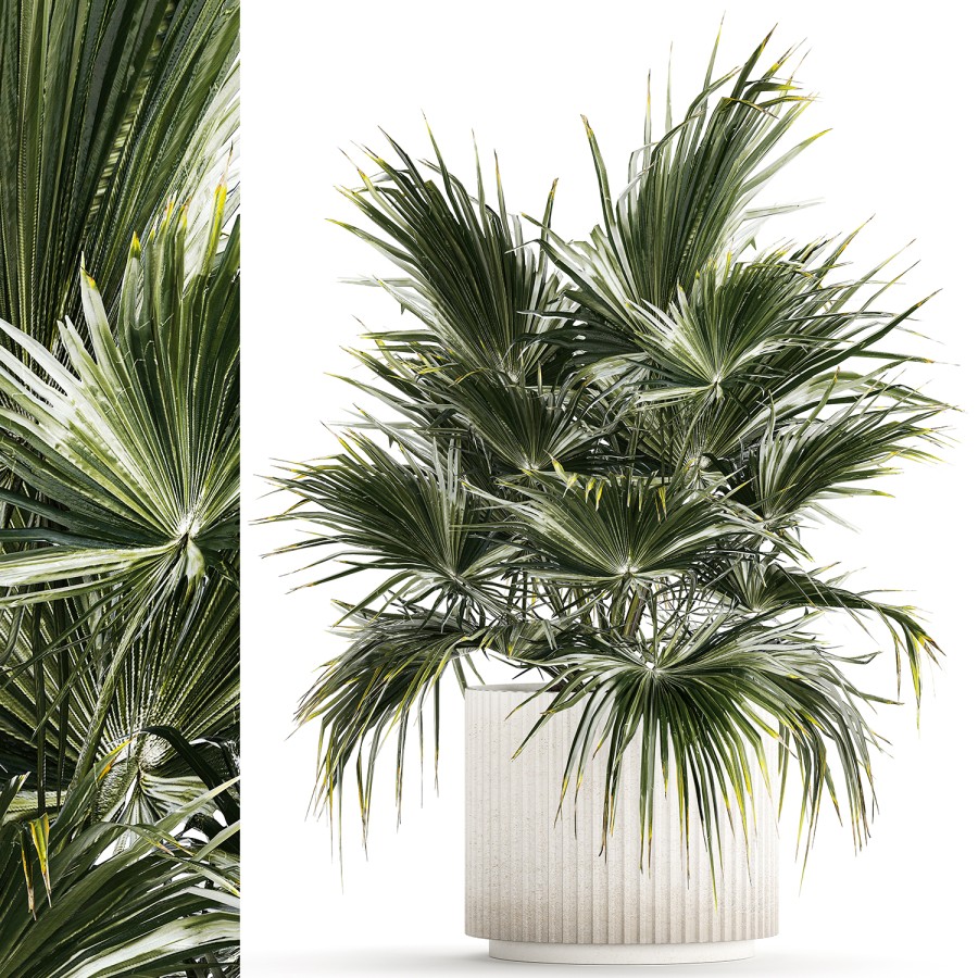 Beautiful Fan Palm In A Flower Pot For Decoration - 3D Model for VRay