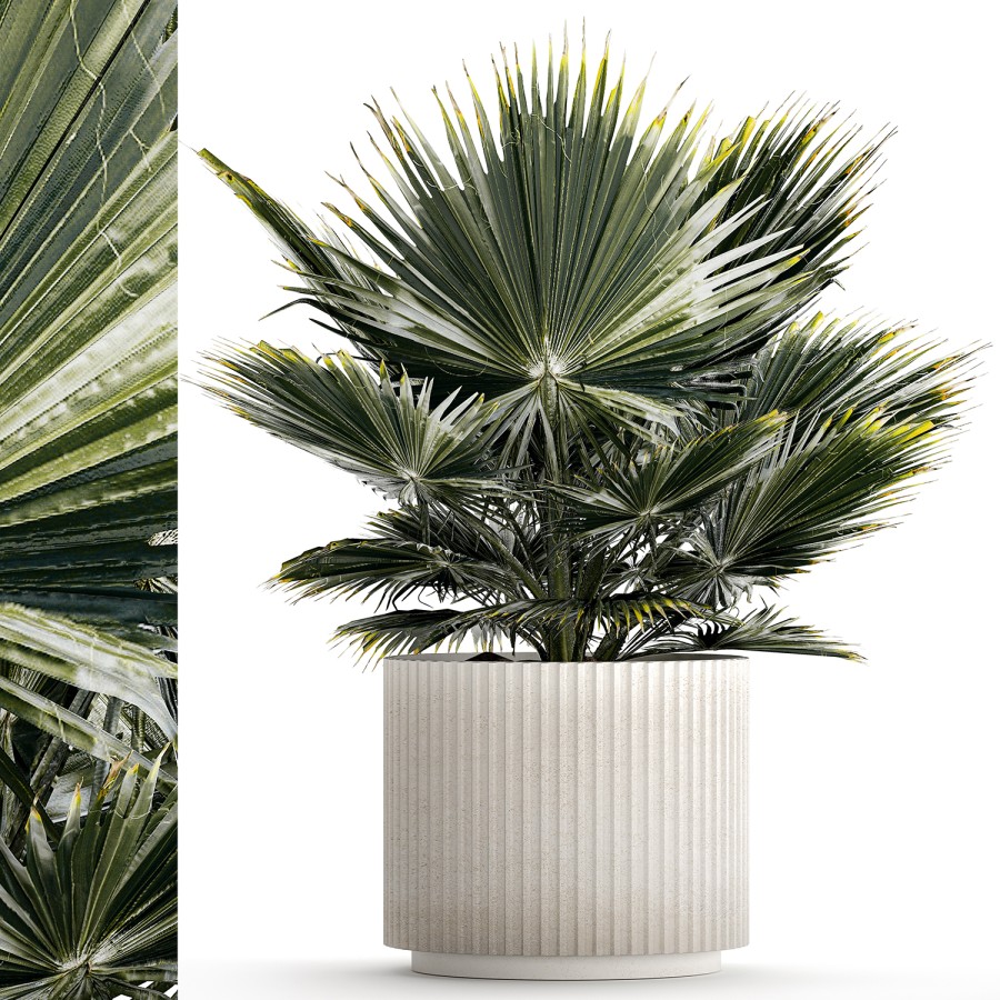 Beautiful Fan Palm For Decoration In A Flower Pot - 3D Model for VRay