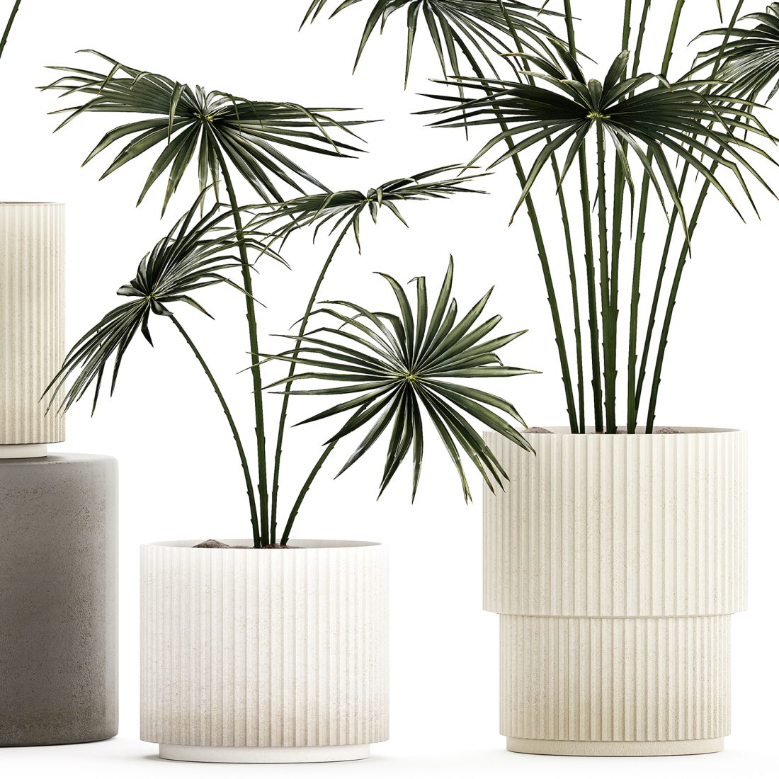 Beautiful Fan Palms In Flower Pots For Decoration - 3D Model for VRay