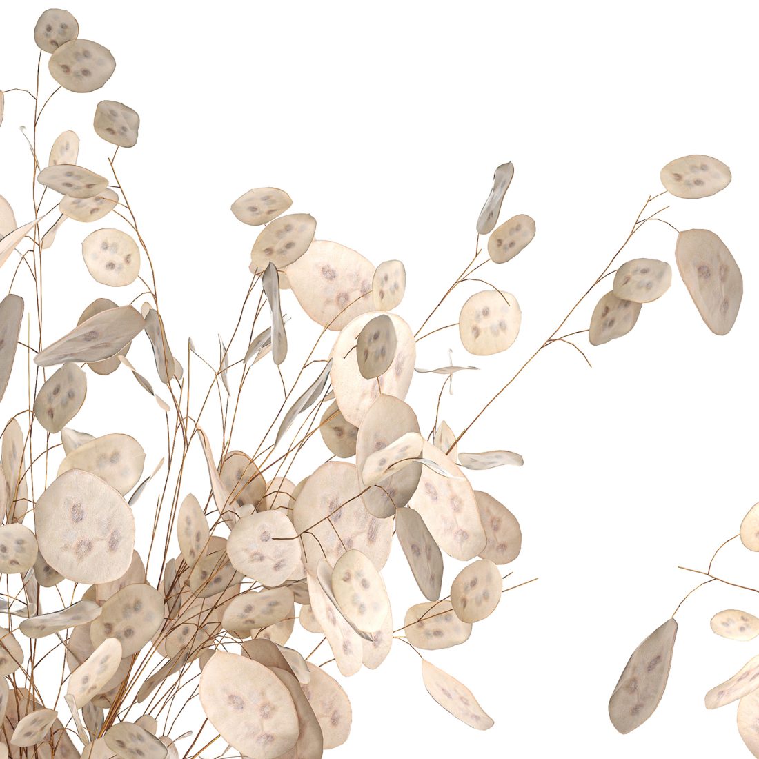Set Of Bouquets Of Dried Flowers Lunaria Branches - 3D Model for VRay