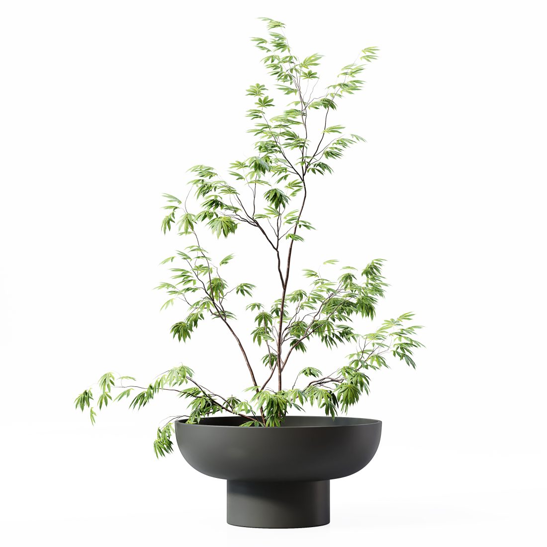 Lucena Pot Plants - 3D Model for VRay, Corona