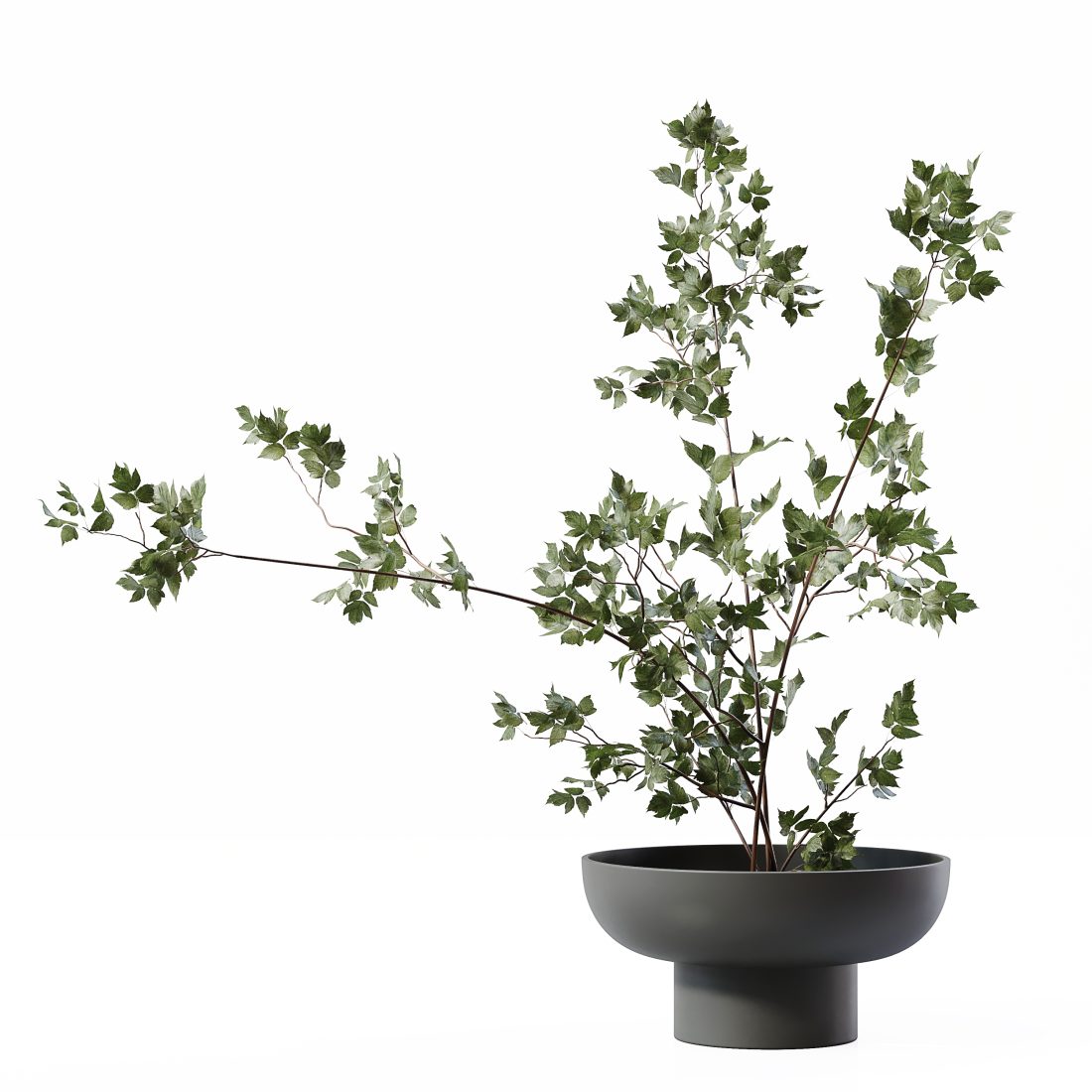 Lucena Pot Plants - 3D Model for VRay, Corona