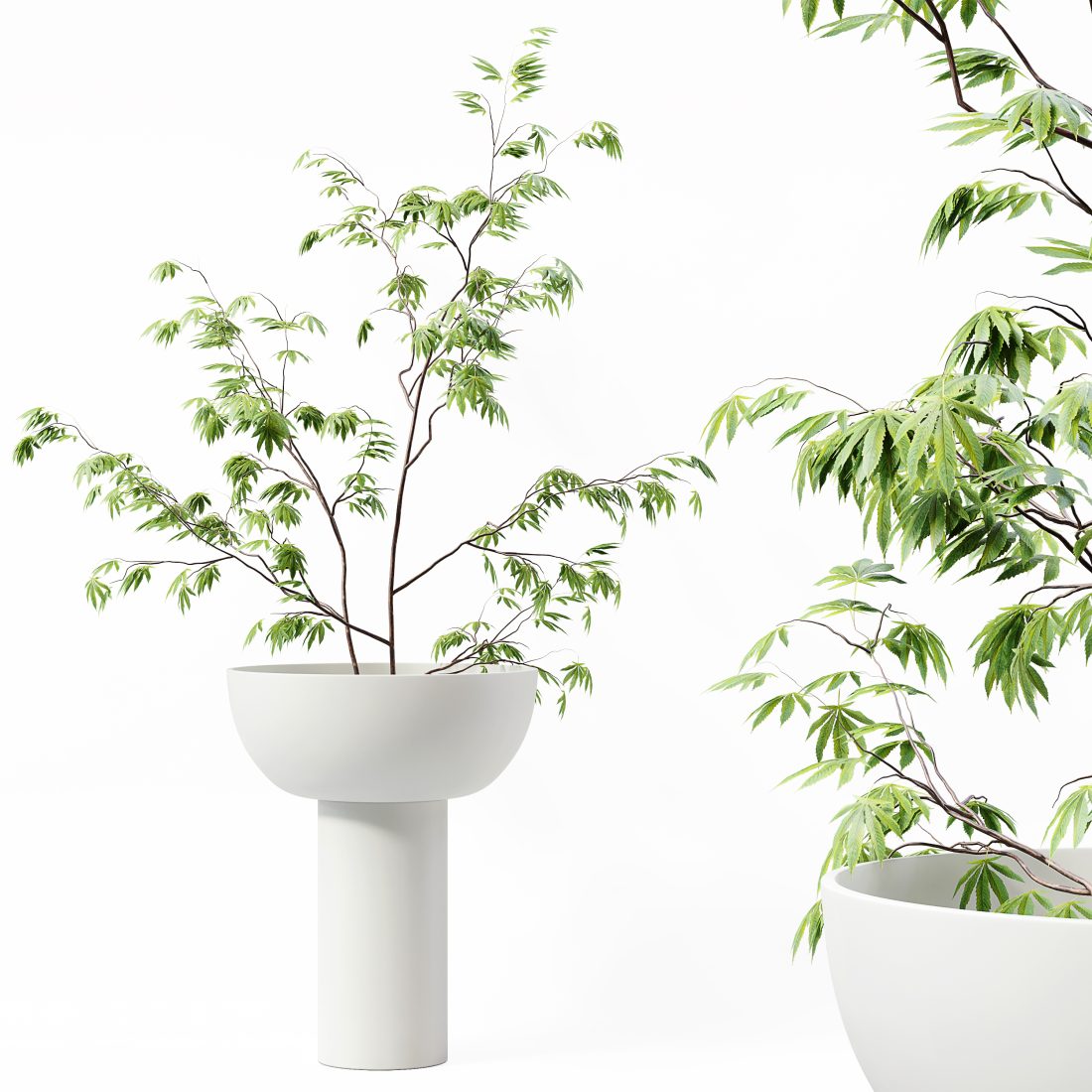 Lucena Pot Plants - 3D Model for VRay, Corona