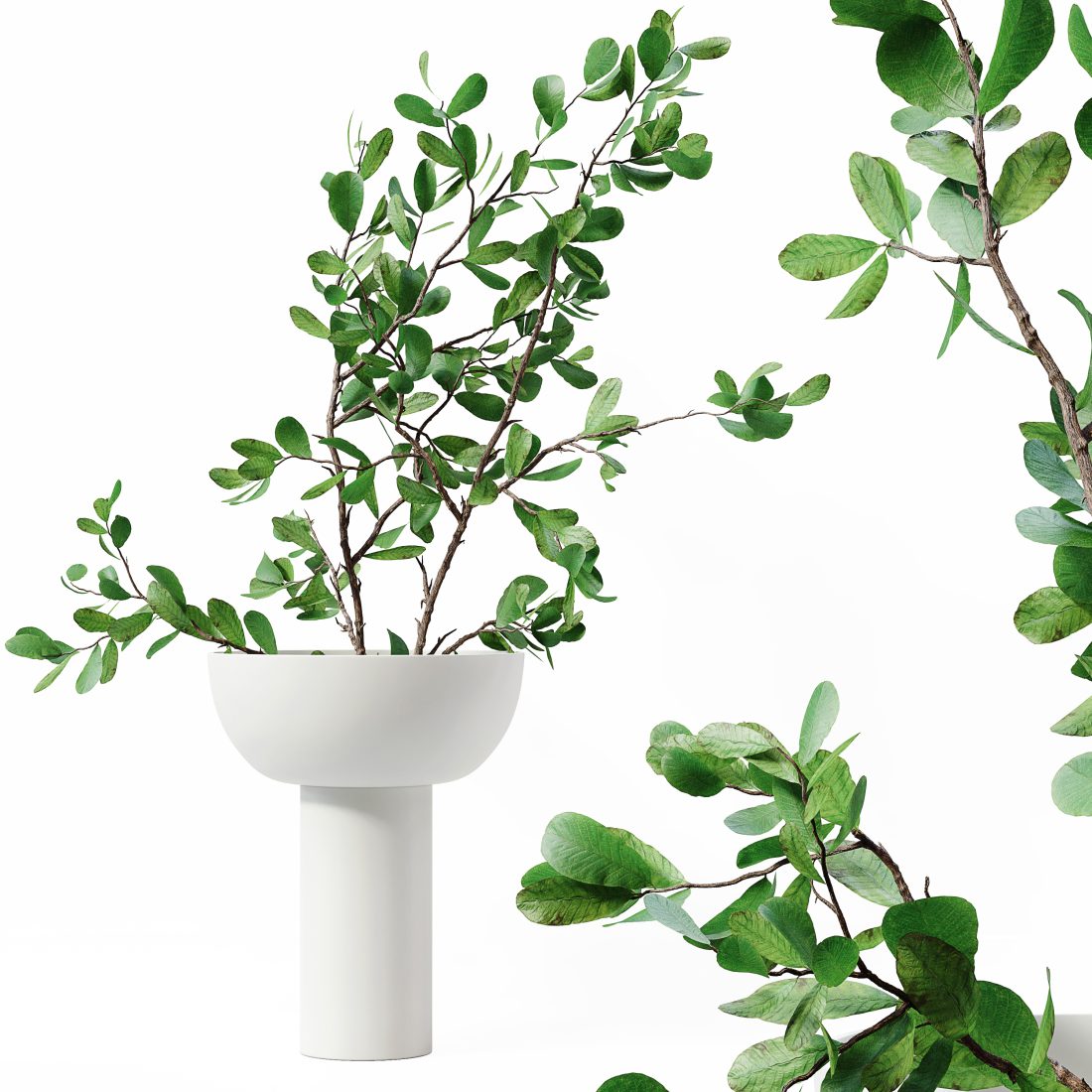 Lucena Pot Plants - 3D Model for VRay, Corona