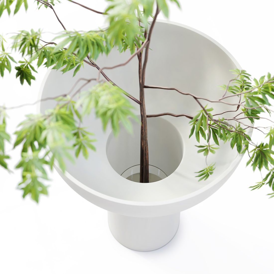 Lucena Pot Plants - 3D Model for VRay, Corona