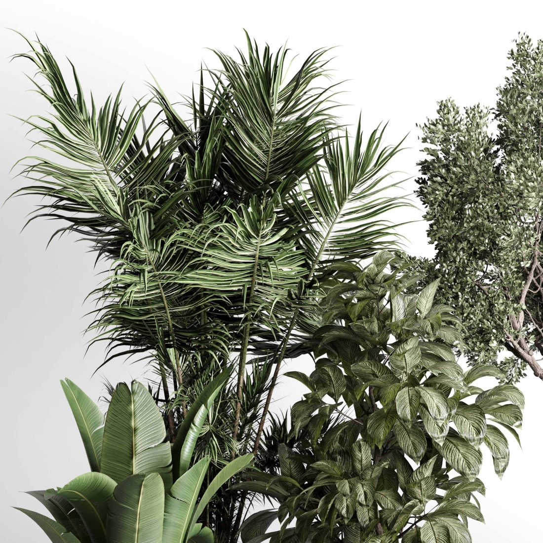 Indoor Plant 466 Pot Plant Ravenala Palm Tree Conc - 3D Model for VRay ...