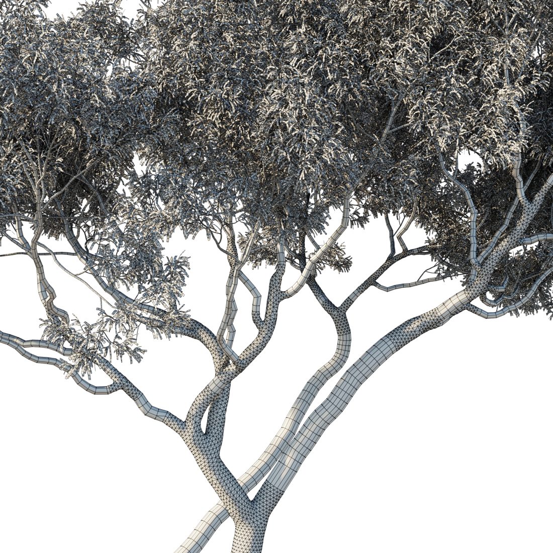 Eucalyptus Tree - 3D Model for Corona