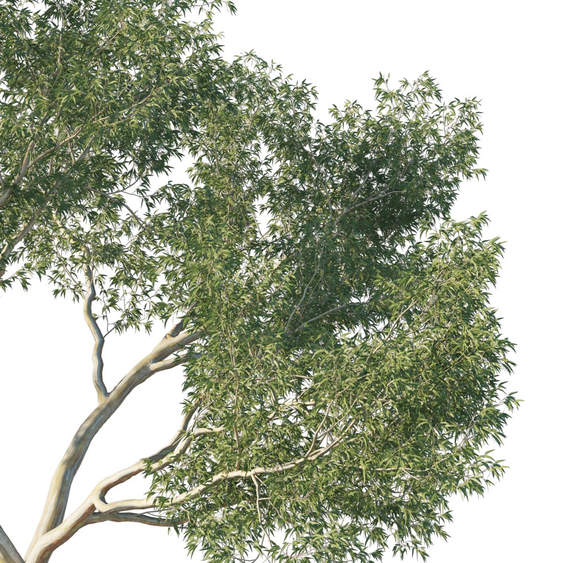 Eucalyptus Tree 02 - 3D Model for Corona