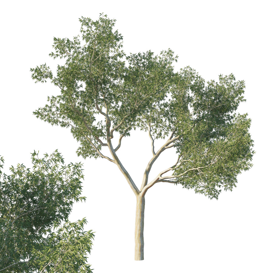 Eucalyptus Tree 02 - 3D Model for Corona