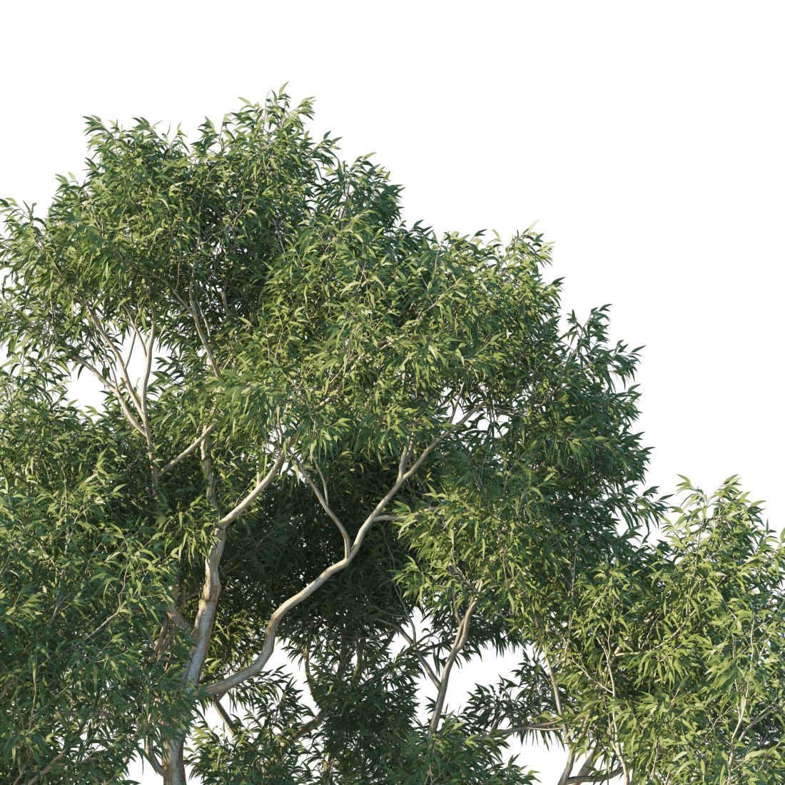 Eucalyptus Tree 04 - 3D Model for Corona