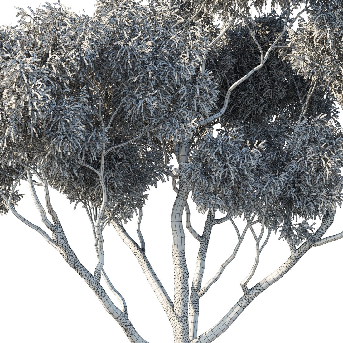 Eucalyptus Tree 04 - 3D Model for Corona