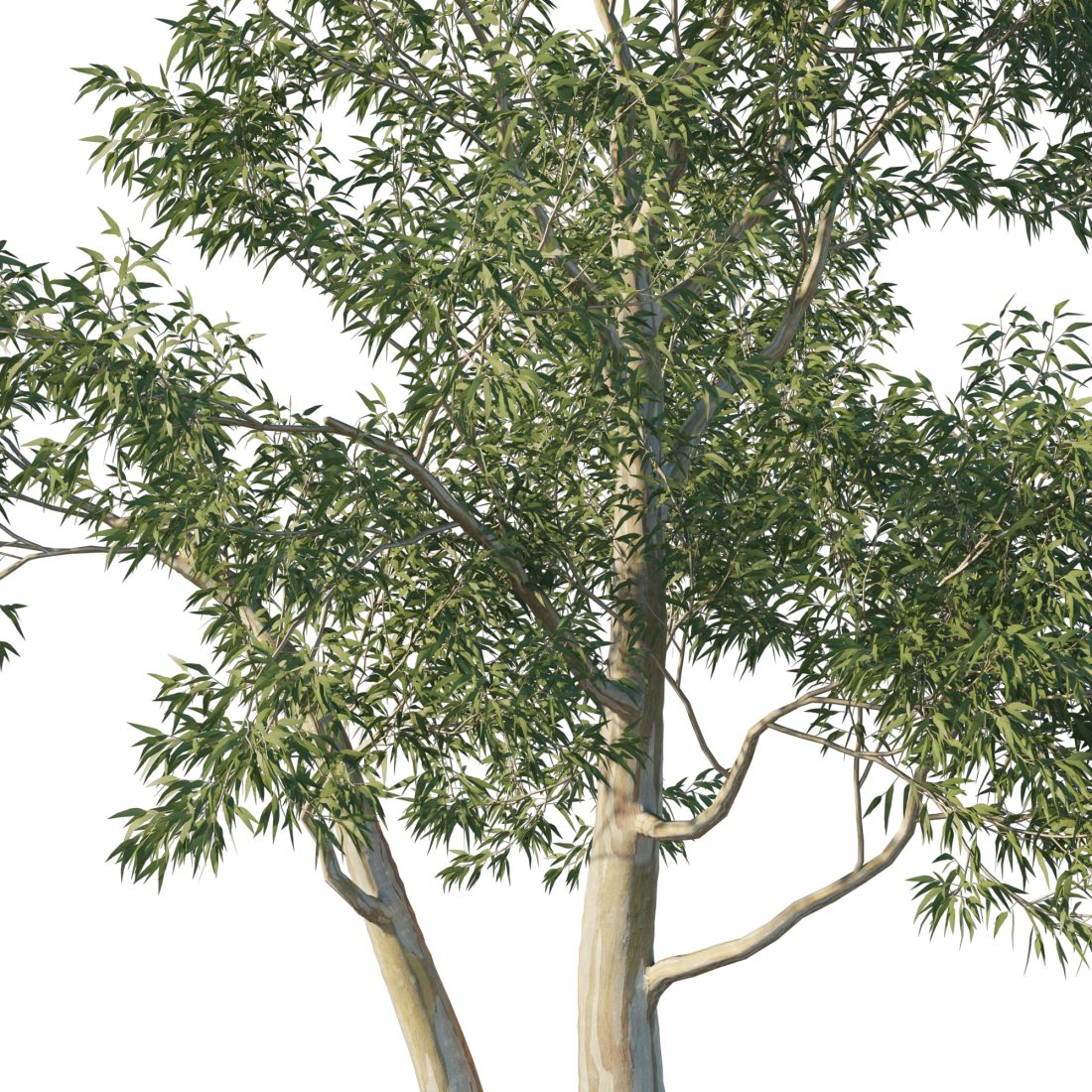 Eucalyptus Tree 05 - 3D Model for Corona
