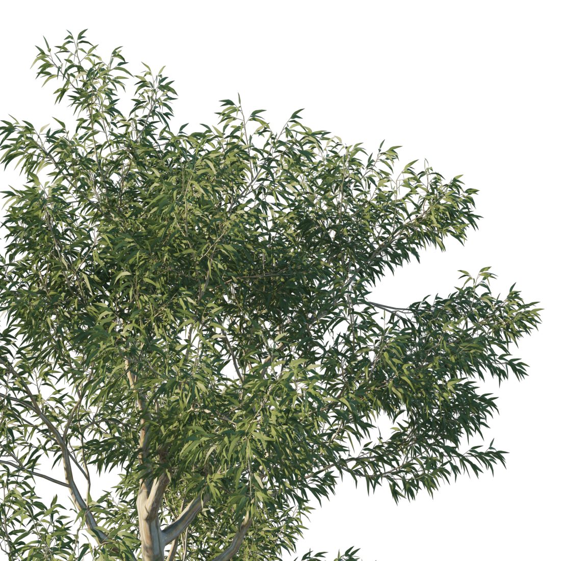 Eucalyptus Tree 05 - 3D Model for Corona