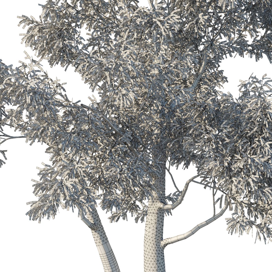 Eucalyptus Tree 05 - 3D Model for Corona