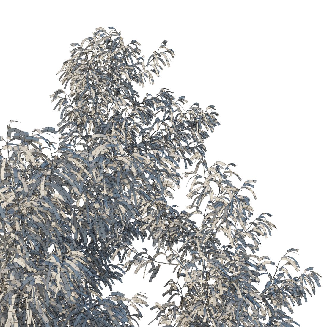 Eucalyptus Tree 06 - 3D Model for Corona