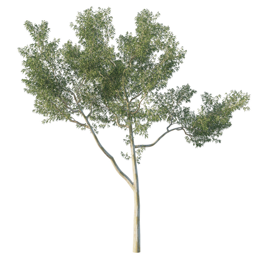Eucalyptus Tree 06 - 3D Model for Corona