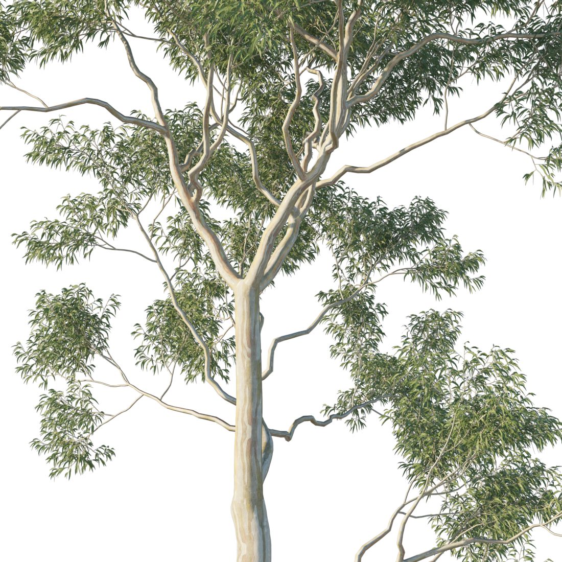 Eucalyptus Tree 08 - 3D Model for Corona