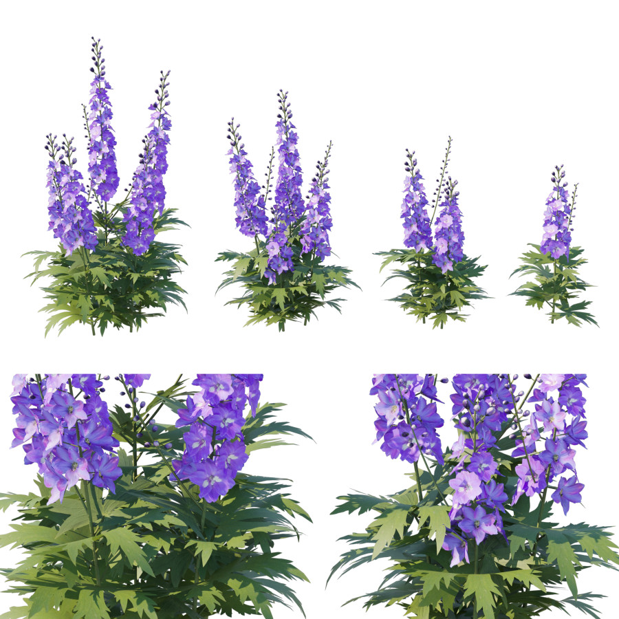 Delphinium Elatum 3D Model for Corona | CGMood