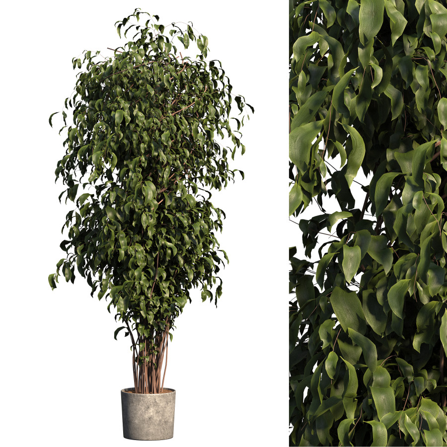 Ficus Tree Plant - 3D Model for Corona