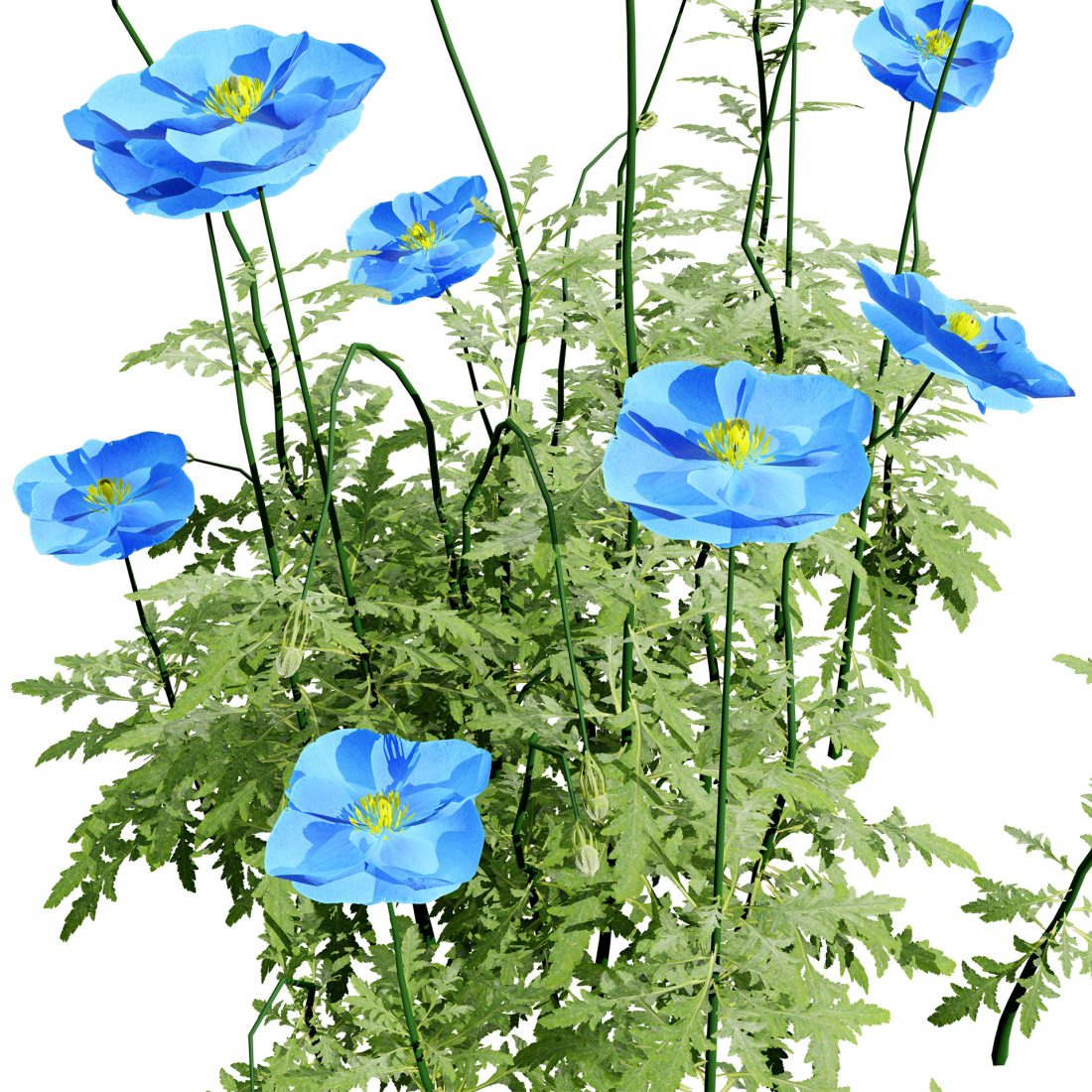 Flanders Poppy Flowering Plant - 3D Model for VRay, Corona