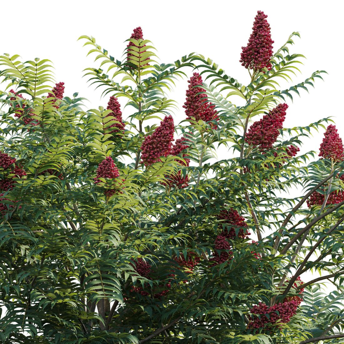 Rhus Typhina - Staghorn Sumac 03 - 3D Model for VRay, Corona