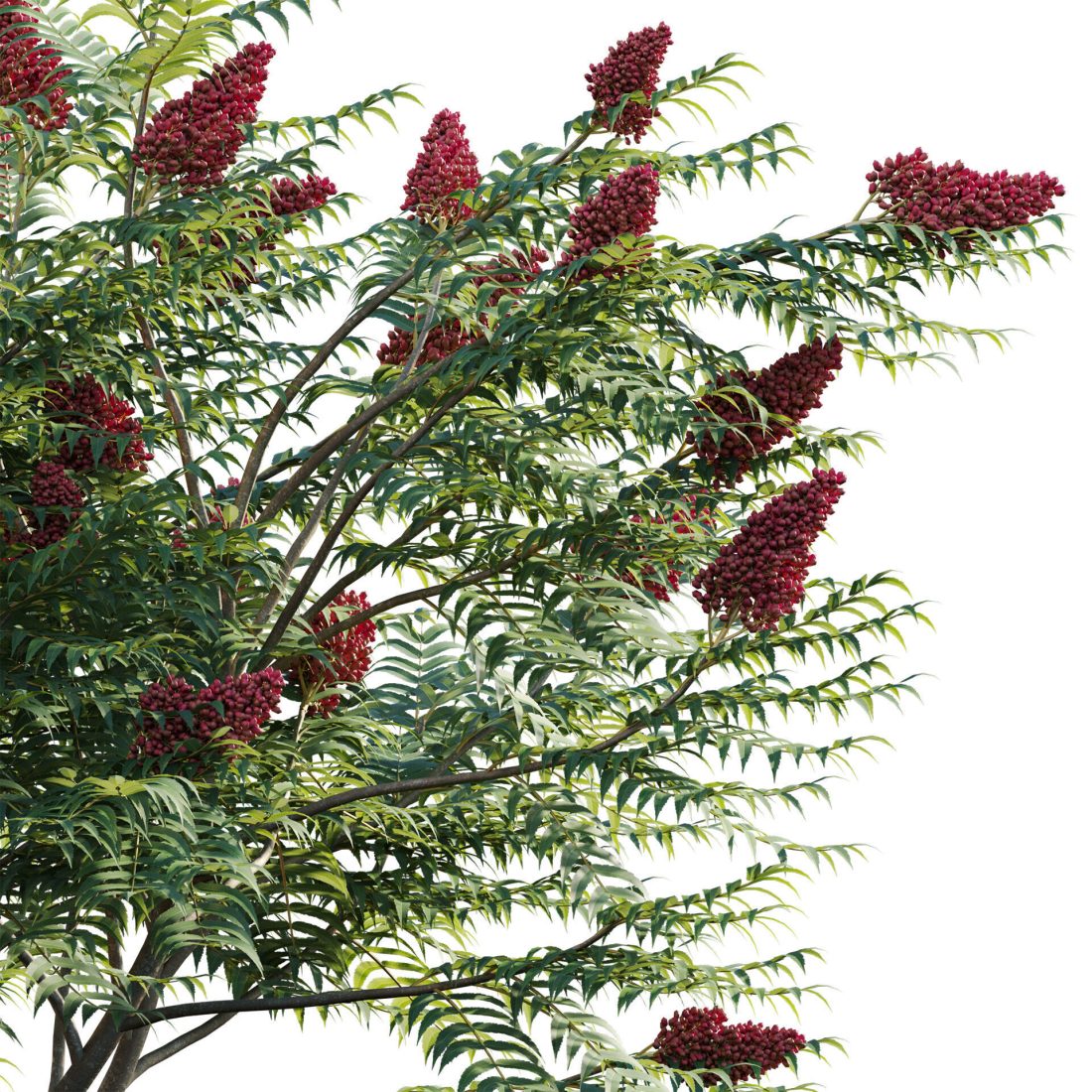Rhus Typhina - Staghorn Sumac 03 - 3D Model for VRay, Corona