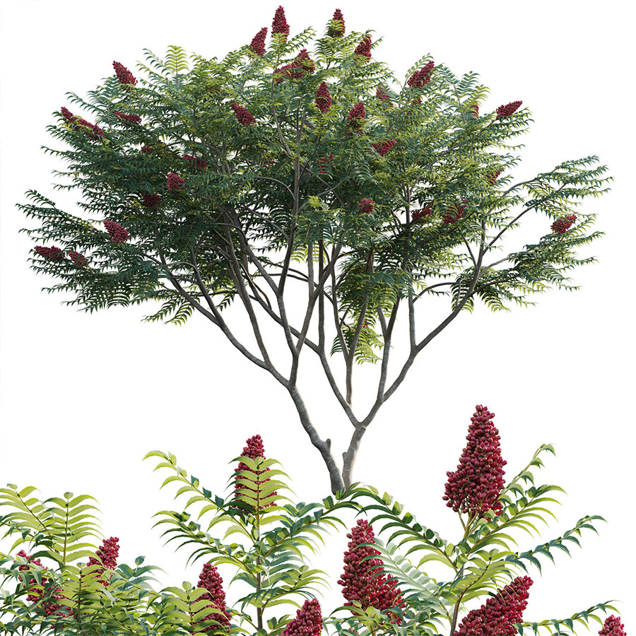 Rhus Typhina - Staghorn Sumac 03 - 3D Model for VRay, Corona