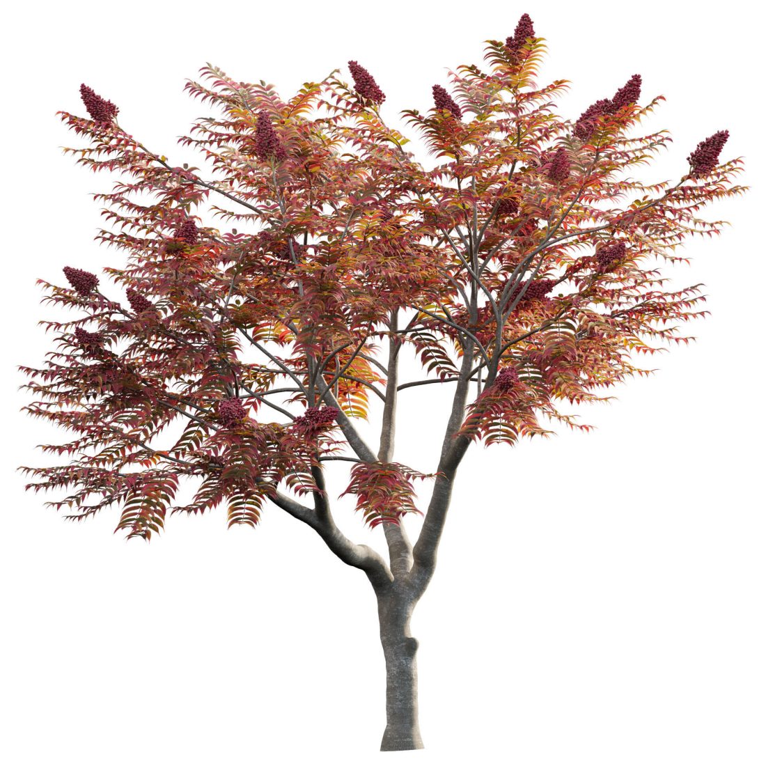 Rhus Typhina - Staghorn Sumac 04 - 3D Model for VRay, Corona