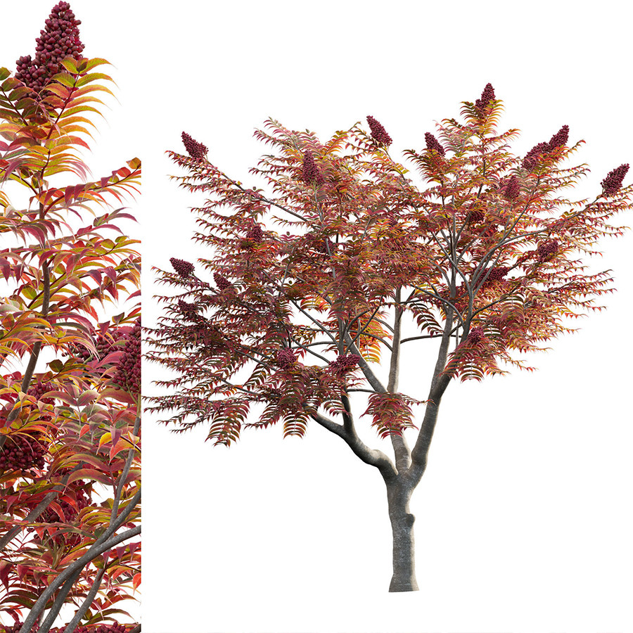Rhus Typhina - Staghorn Sumac 04 - 3D Model for VRay, Corona