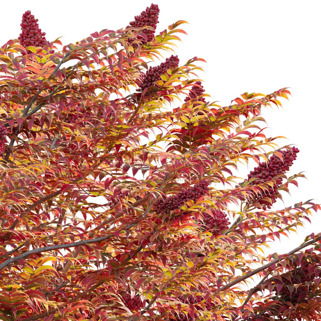Rhus Typhina - Staghorn Sumac 05 - 3D Model for VRay, Corona