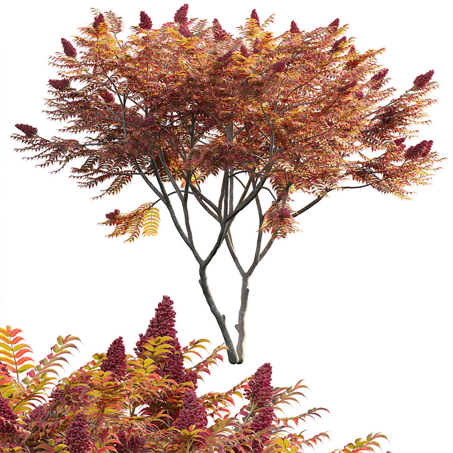 Rhus Typhina - Staghorn Sumac 05 - 3D Model for VRay, Corona