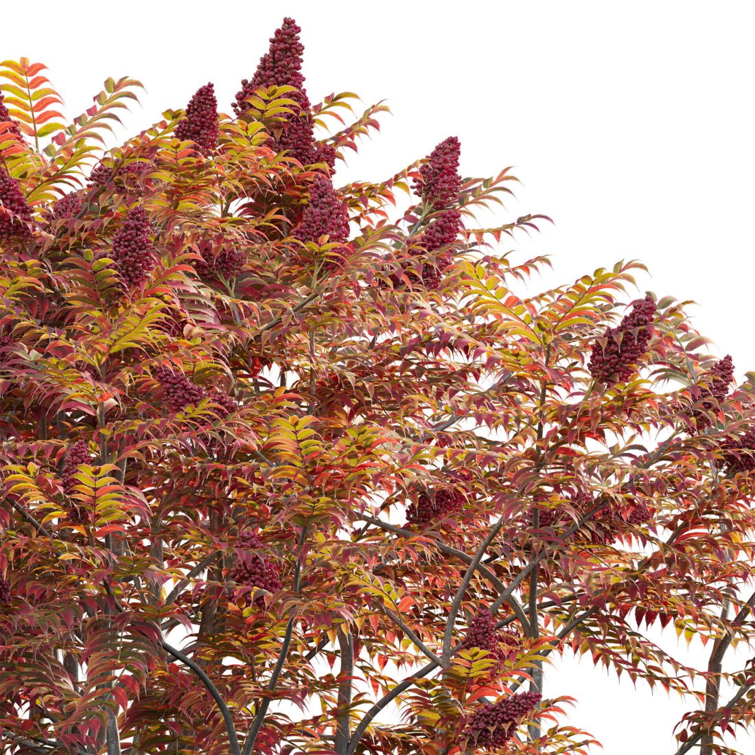 Rhus Typhina - Staghorn Sumac 06 3D Model for VRay, Corona | CGMood