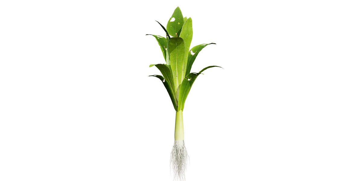 Flander Leek Plant Collection - 3D Model for VRay, Corona