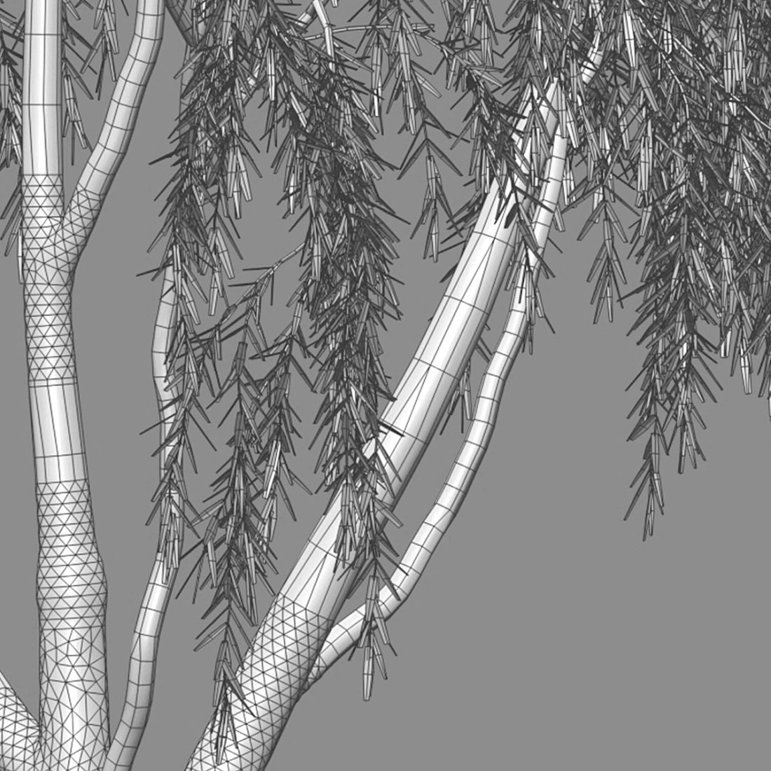 Salix Babylonica - Weeping Willow 01 3D Model for VRay, Corona | CGMood
