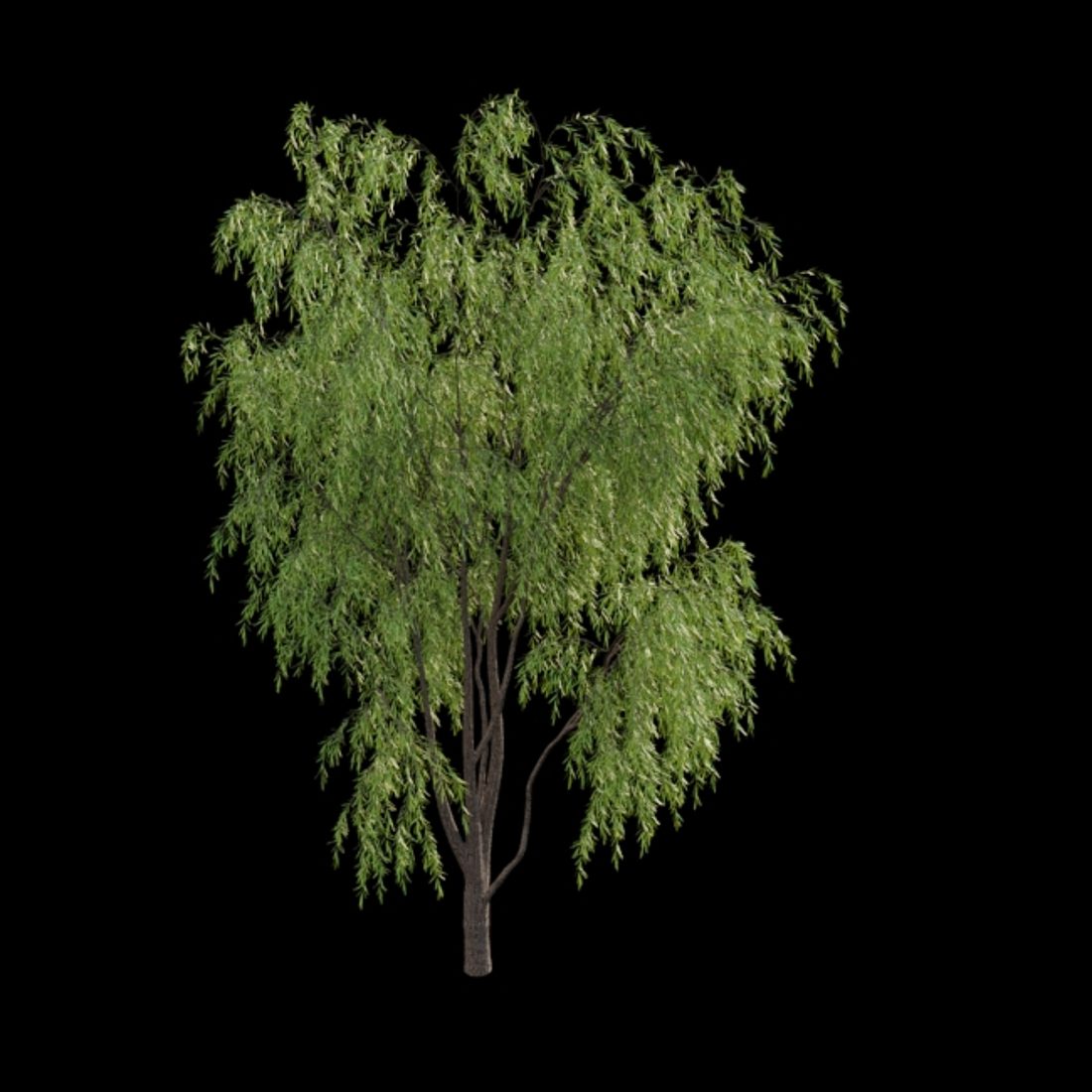 Salix Babylonica - Weeping Willow 01 3D Model for VRay, Corona | CGMood