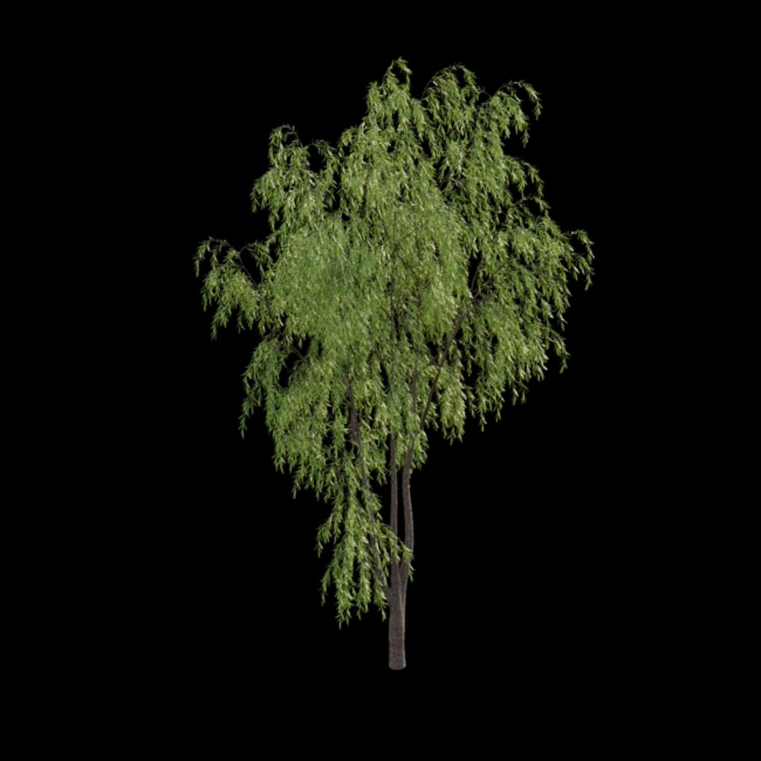 Salix Babylonica - Weeping Willow 01 3D Model for VRay, Corona | CGMood