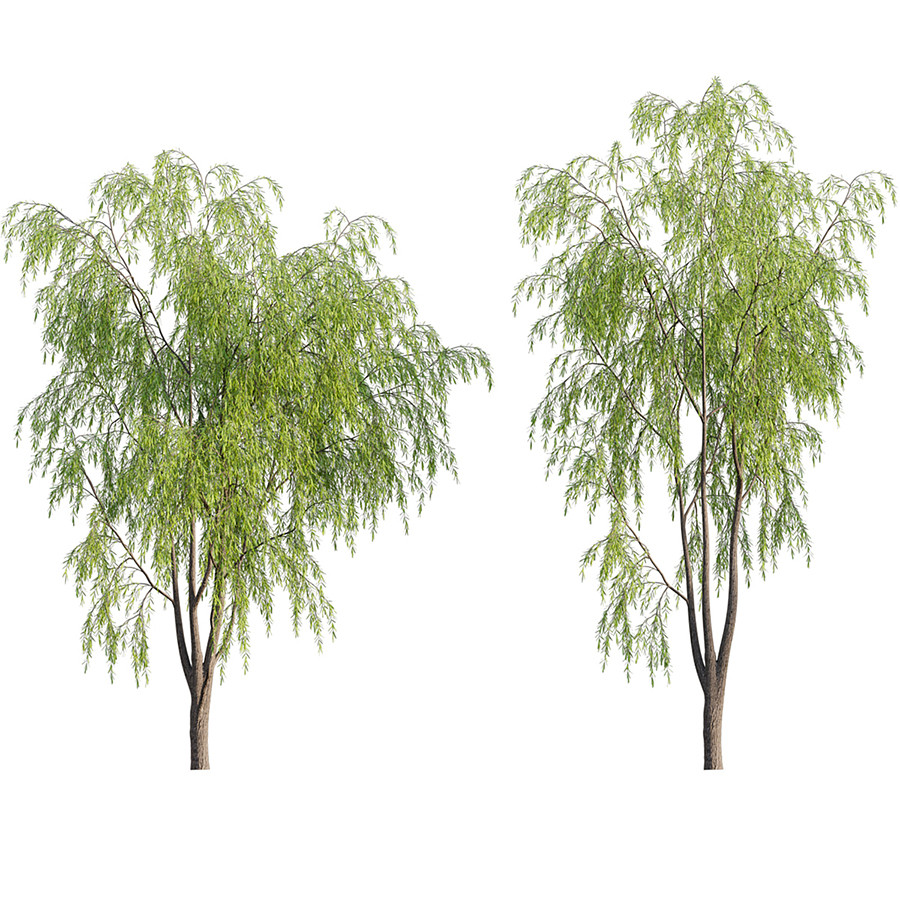 Salix Babylonica - Weeping Willow 01 3D Model for VRay, Corona | CGMood