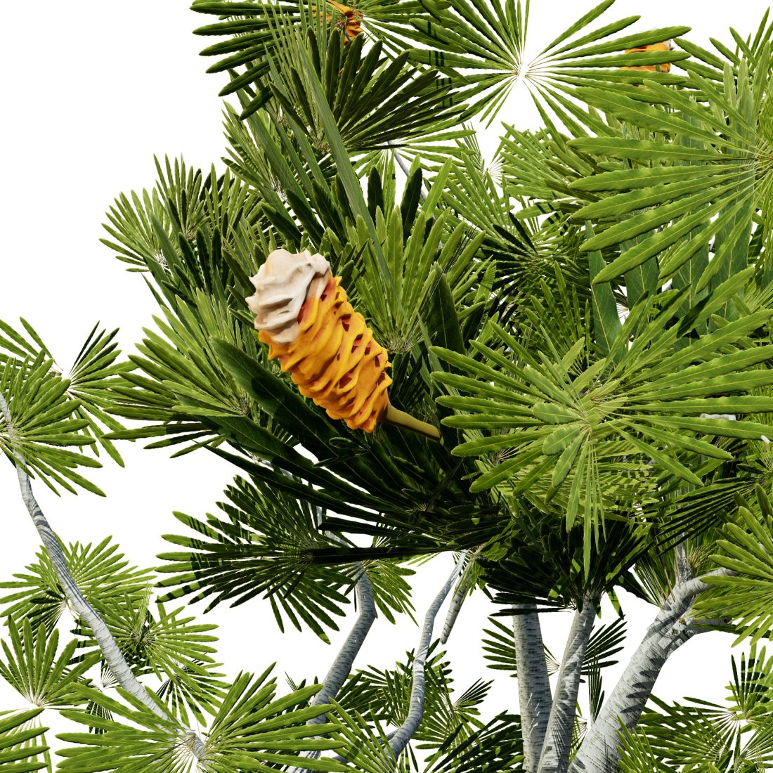 Australia Banksia Tree 3d Model 3D Model for VRay, Corona | CGMood