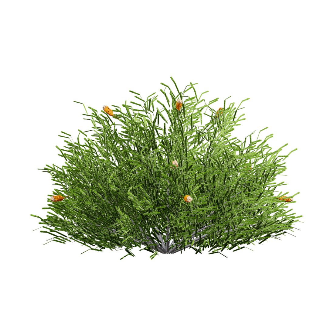 Australia Banksia Tree 3d Model 3D Model for VRay, Corona | CGMood