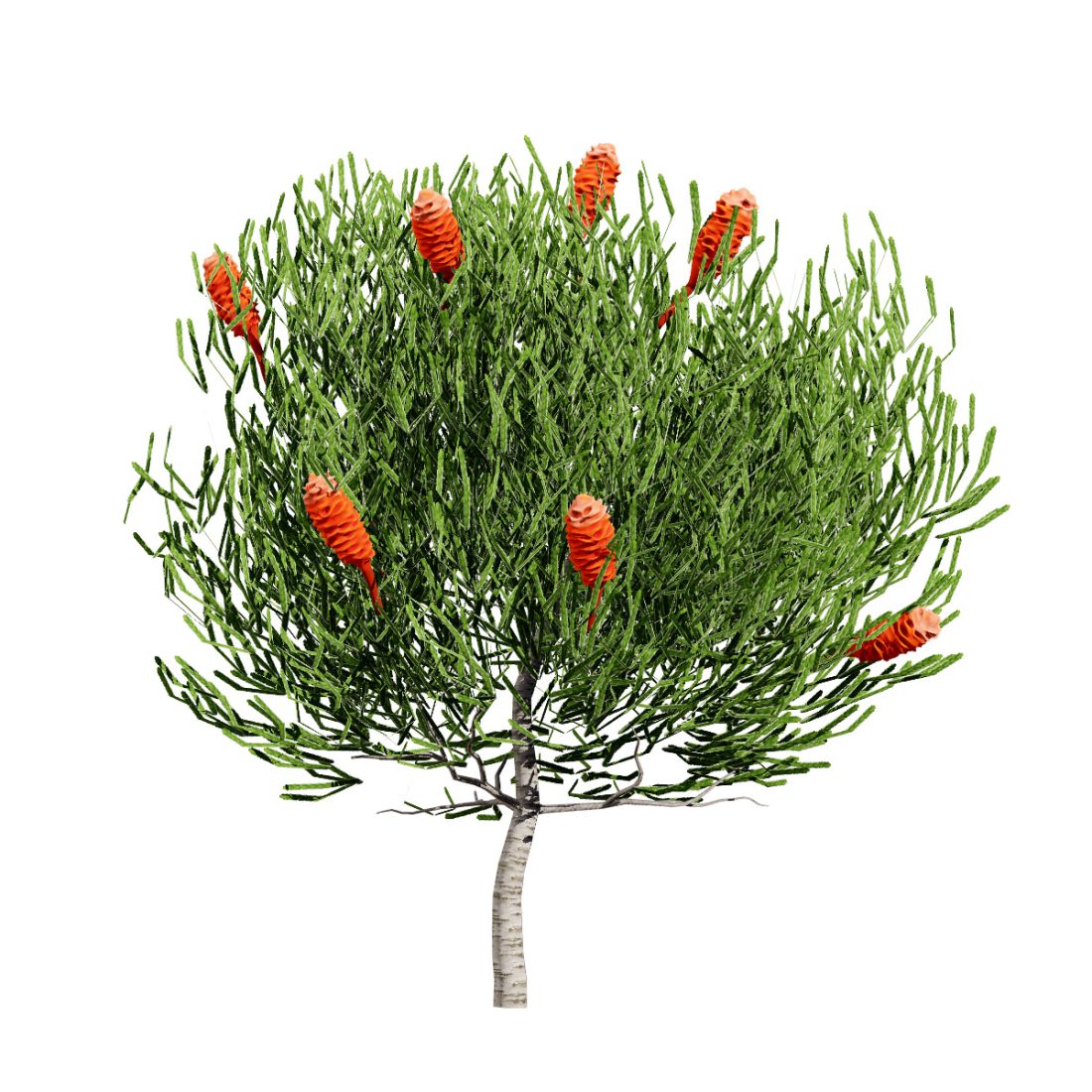 Australia Banksia Tree 3d Model 3D Model for VRay, Corona | CGMood