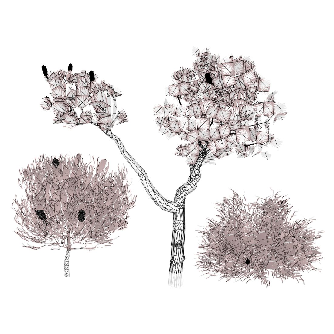 Australia Banksia Tree 3d Model 3D Model for VRay, Corona | CGMood
