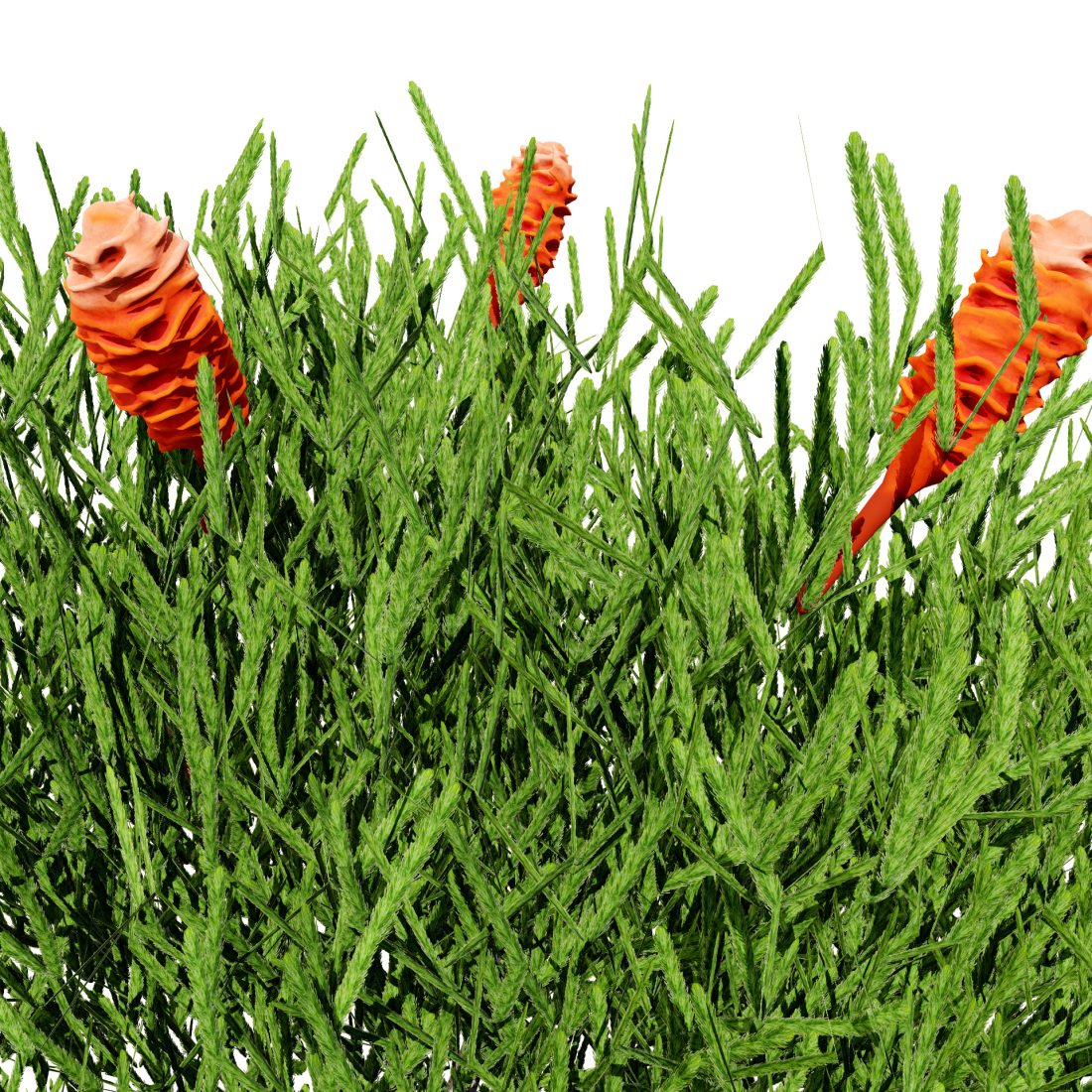Australia Banksia Tree 3d Model - 3D Model for VRay, Corona