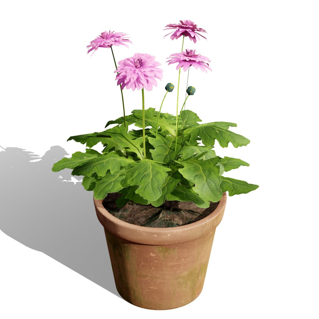 South African Glorious Patio Gerbera 3D Model for VRay, Corona | CGMood