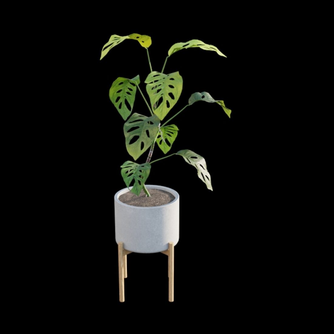 Monstera Adansonii - Swiss Cheese Plant - 3D Model for VRay, Corona