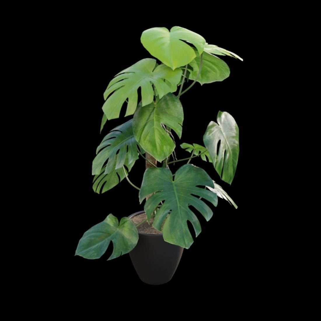 Monstera Deliciosa 3D Model for VRay, Corona | CGMood