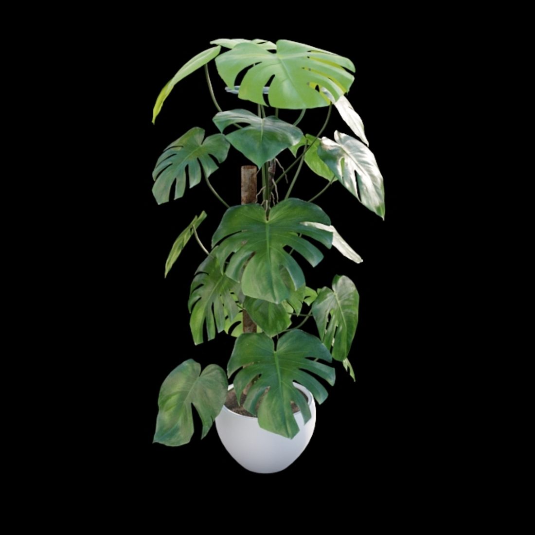 Monstera Deliciosa 3D Model for VRay, Corona | CGMood